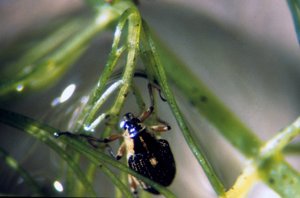 Attack of the weevils: tiny insects safely control the pesky aquatic ...
