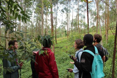 The Forest, The Trees, and How We See Them: Perspectives on a tree ...