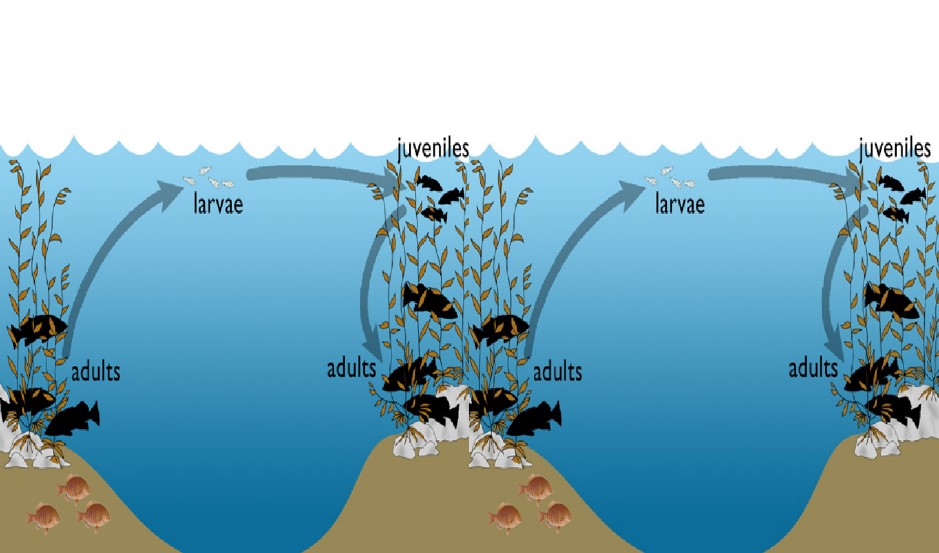 Accommodating and Leveraging Ecological Connectivity in Marine ...