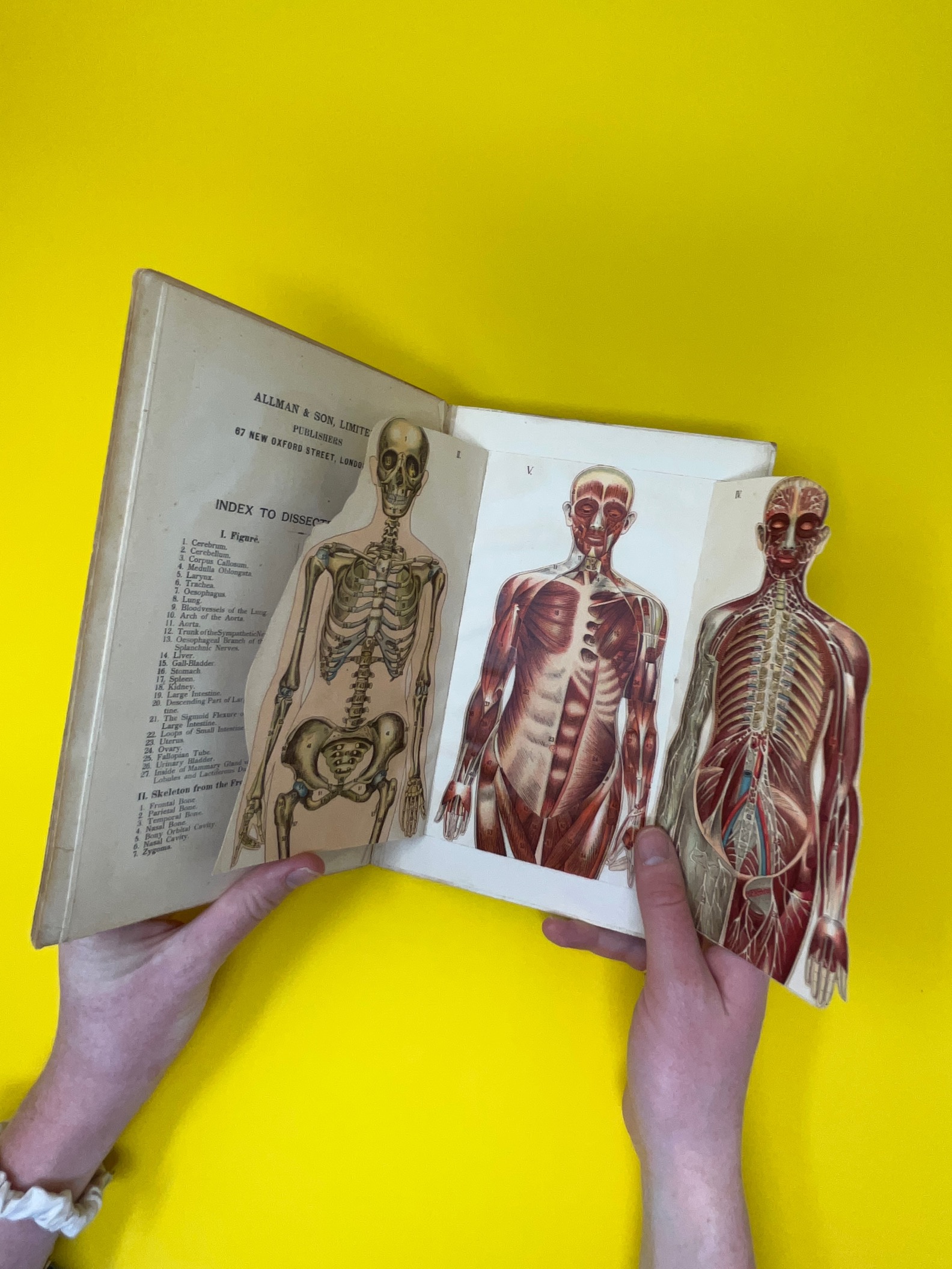 Pop-up! A new, multi-dimensional exhibit in Davis Family Library ...